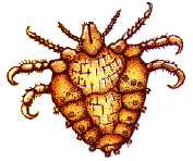 Les autres insectes - Dogscan